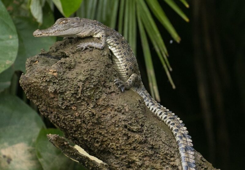 3A Daintree Rainforest, Mossman Gorge & Crocodile Cruise | Power Traveller