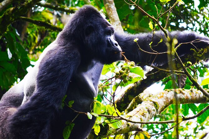 4 Days Gorilla Tracking Tour in Uganda | Power Traveller