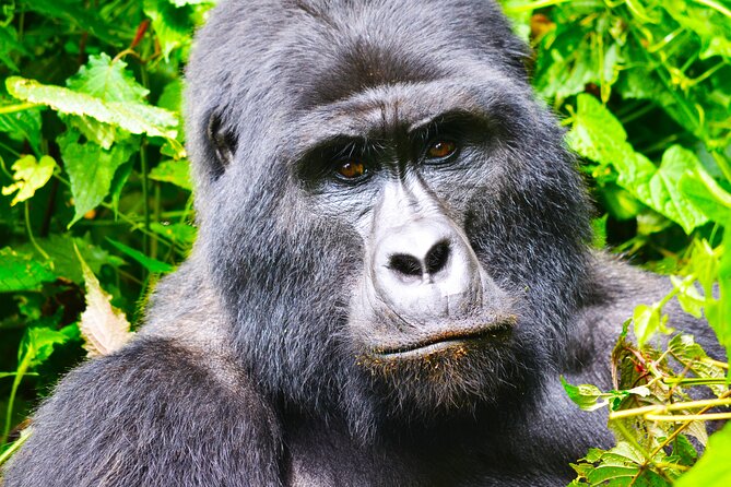 4 Days Gorilla Tracking Tour in Uganda | Power Traveller