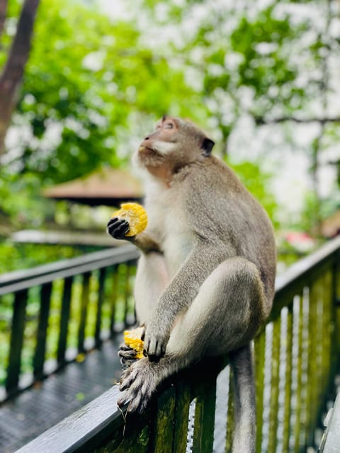 BALI: Private Ubud~Highlight & Instagram Tour | Power Traveller