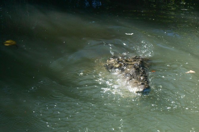 Black River Safari and YS Falls Tour With Lunch | Power Traveller
