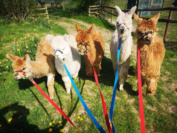 Brackenfield: Alpaca Trek | Power Traveller