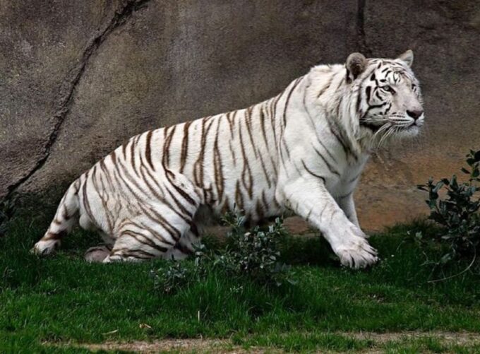 Buenos Aires: Temaiken Biopark Official Tickets | Power Traveller