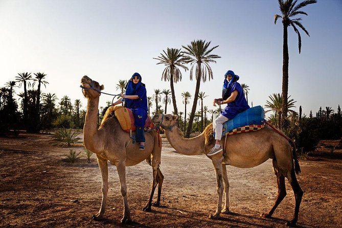 Camel Trekking Through Marrakeshs Palm Grove | Power Traveller
