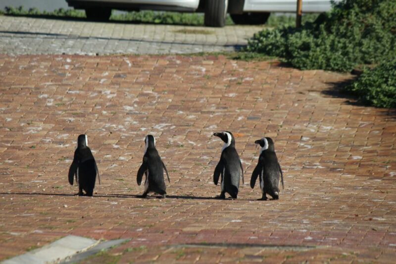 Cape Agulhas, Hermanus & Stoney Point Penguins Full Day Tour | Power ...