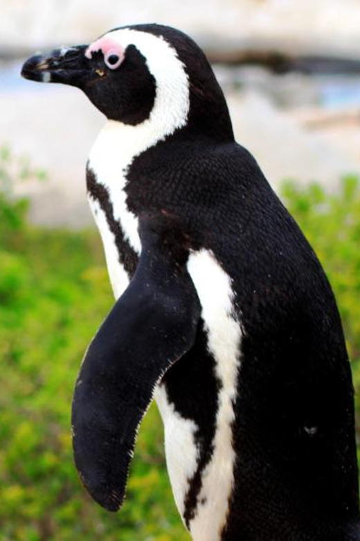 Cape Peninsula Half Day Tour | Power Traveller