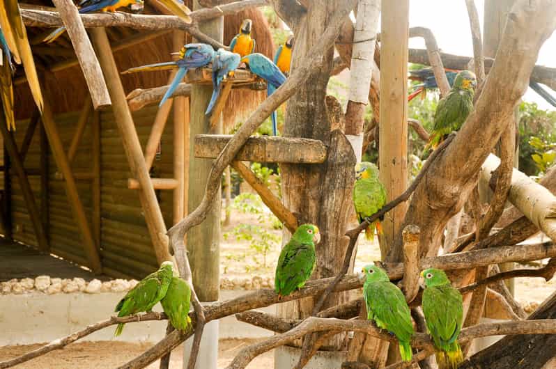 Cartagena to National Aviary Excursion | Power Traveller