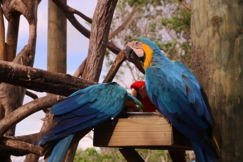 Cartagena to National Aviary Excursion | Power Traveller