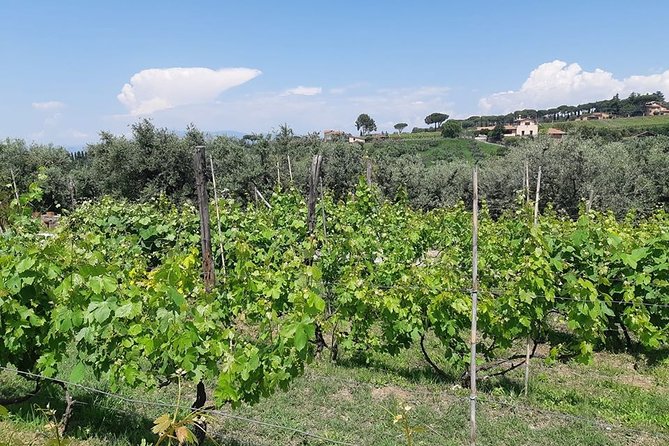 Castelli Romani Wine Tour | Power Traveller