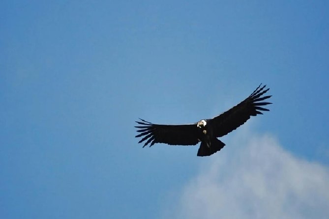 Condor Canyon Full Day From Cusco | Power Traveller