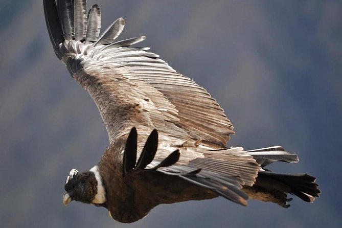 Condor Canyon Full Day From Cusco | Power Traveller