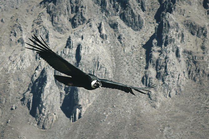 Condor Tour From Cusco - 1 Day | Power Traveller