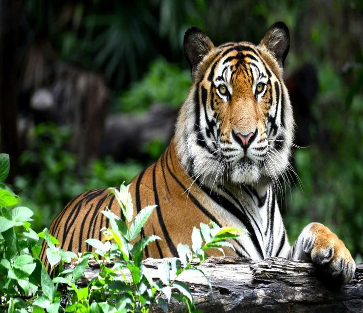 Delhi: Ranthambore National Park 3-Day Trip W/ Tiger Safari | Power ...
