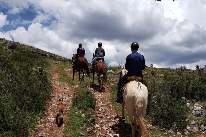 Equestrian Experience - Peruvian Paso Horse | Power Traveller