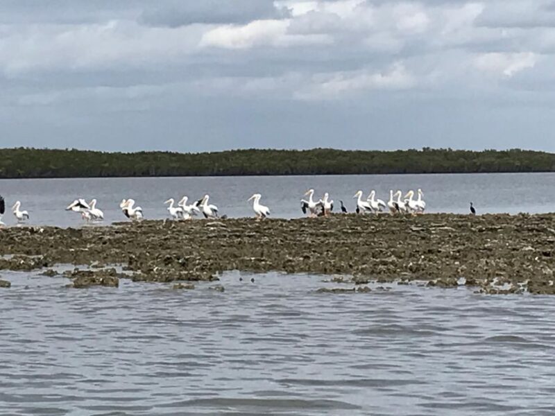 Fast and More 60 Minute Airboat Tour on the Homosassa River | Power ...