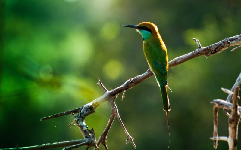 From Colombo: Muthurajawela Sanctuary Bird Watching Tour | Power Traveller