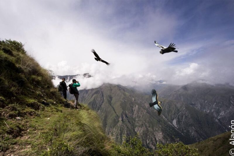 From Cusco: Condor Sighting in Chonta | Power Traveller