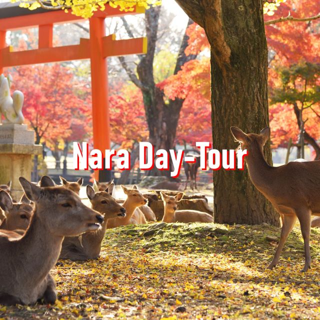 From Osaka: 10-hour Private Customized Tour to Nara | Power Traveller