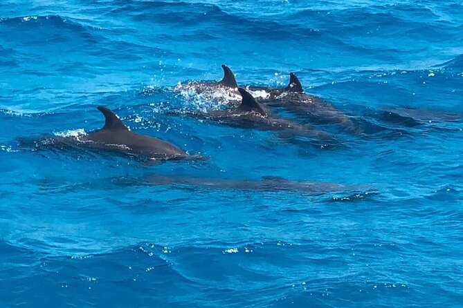 Full-Day Experience With Dolphins and Snorkeling in Red Sea | Power ...