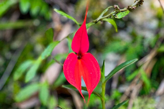 Full-Day Private Tour in Machupicchu With Expedition Train | Power ...