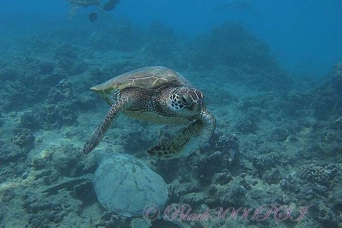Incredibly Fun 2-Tank Boat Dive From Waikiki -Beginners Welcome | Power ...