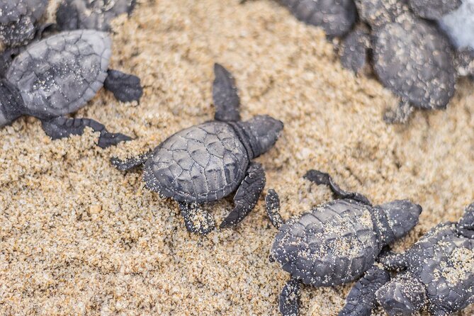 Los Cabos Turtle Release Conservation Program | Power Traveller