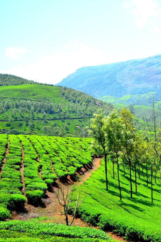 Memorable, Munnar Hill Station Tour (02 Nights / 03 Days) | Power Traveller