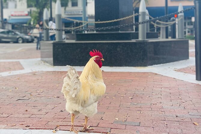 Miamis Most Authentic Walking Tour of Little Havana | Power Traveller