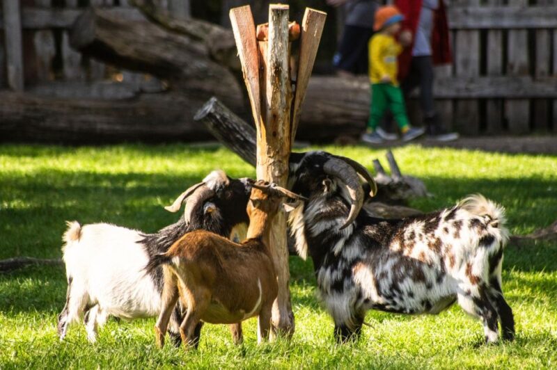 Müden: Wildlife Park Entry Ticket | Power Traveller