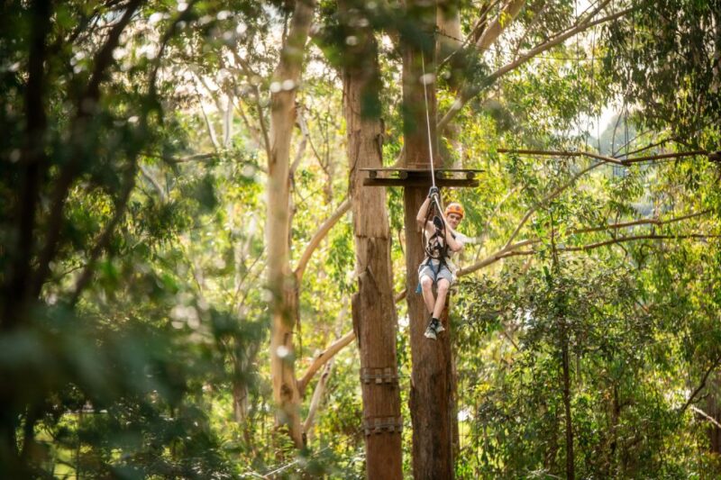 Ourimbah: Central Coast Treetops Adventure Tree Ropes Course | Power ...