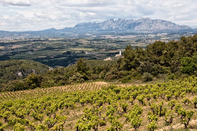 Penedes and Cava Winery Small Group Tour | Power Traveller