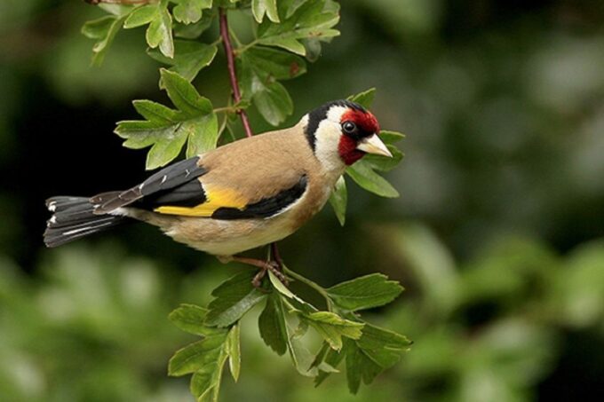 Pokhara: 4-Days Panchase Trek With Annapurna Panoramic View | Power ...