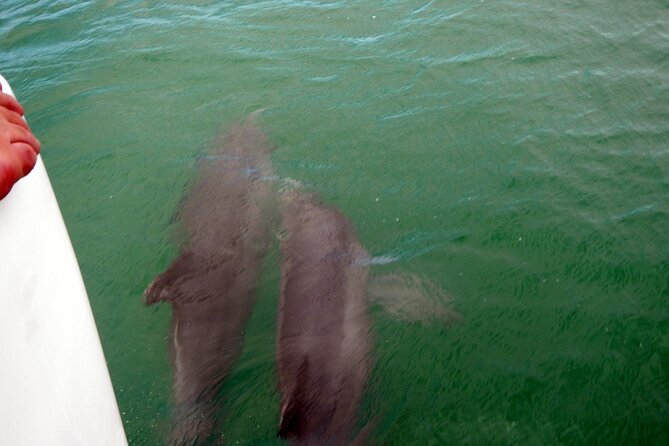 Pontoon Sightseeing and Shelling Excursion to Keeywaydin Island | Power ...