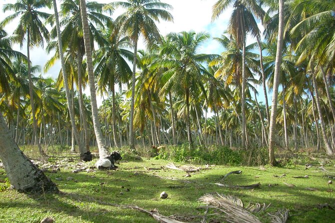 Private Boat Nature Tour of Limón Beach and Lagoon | Power Traveller