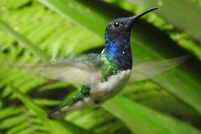 Private Mindo Cloud Forest Day Tour Hiking, Birding, Waterfalls | Power ...