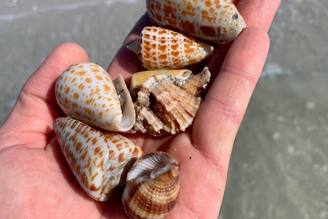 Private Shelling and Eco Tour by Boat | Power Traveller