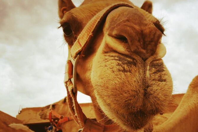 Quad Bike and Camel Riding Experience at Agafay Desert | Power Traveller