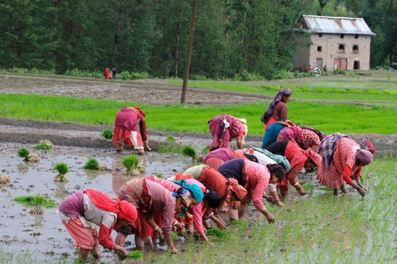 Rice Planting in Nepal | Power Traveller