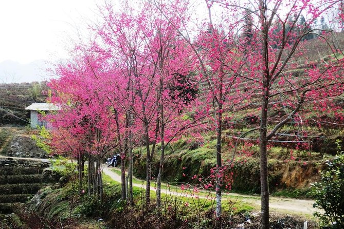 Sapa 2D1N Trekking to Giang Ta Chai Village From Hanoi by Bus | Power ...