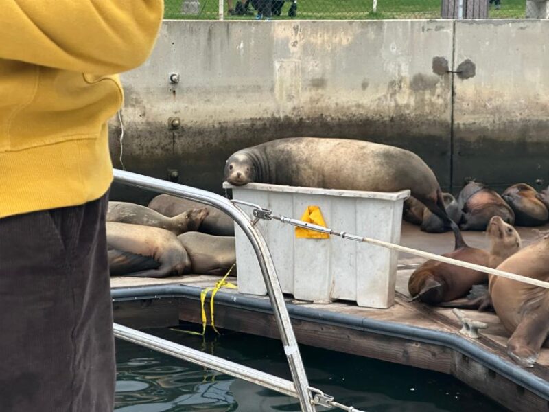 Sea Lion Excursion | Power Traveller