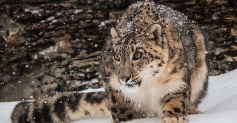 Snow Leopard Trek In Dolpo | Power Traveller