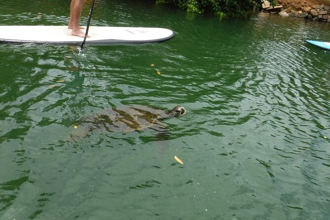 Stand up Paddle Nature and Turtle Tour-Guaranteed to See Turtles ...