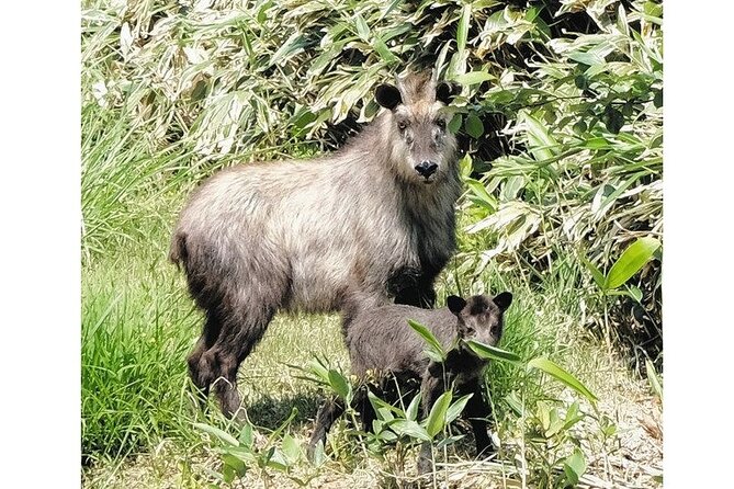 Tokyo Okutama Day Trip Tour | Power Traveller