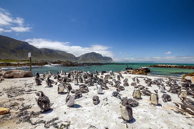 Top 10 Super Tour: Table Mountain, Penguins & Cape of Good Hope Small ...