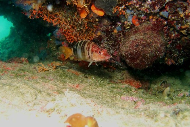 Try Scuba Diving in Split | Power Traveller